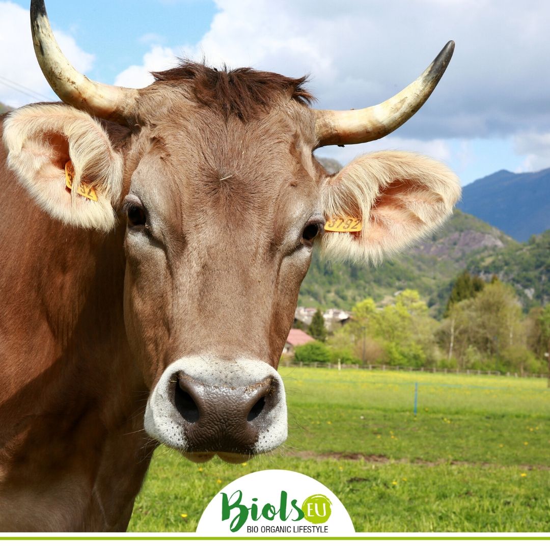 Organic animal production systems and quality of products from ...